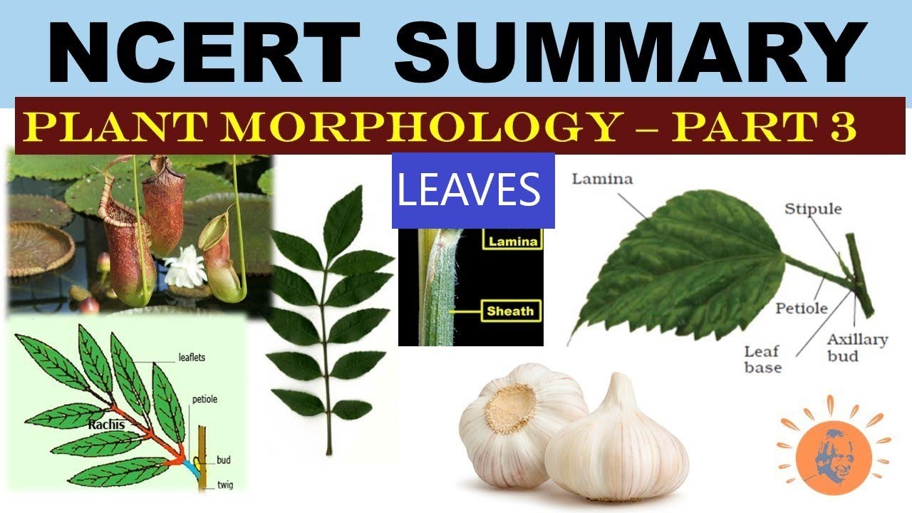Plant Morphology - NCERT 3 | Leaf | Stipule | Dr Ghanshyam Jangid - YouTube