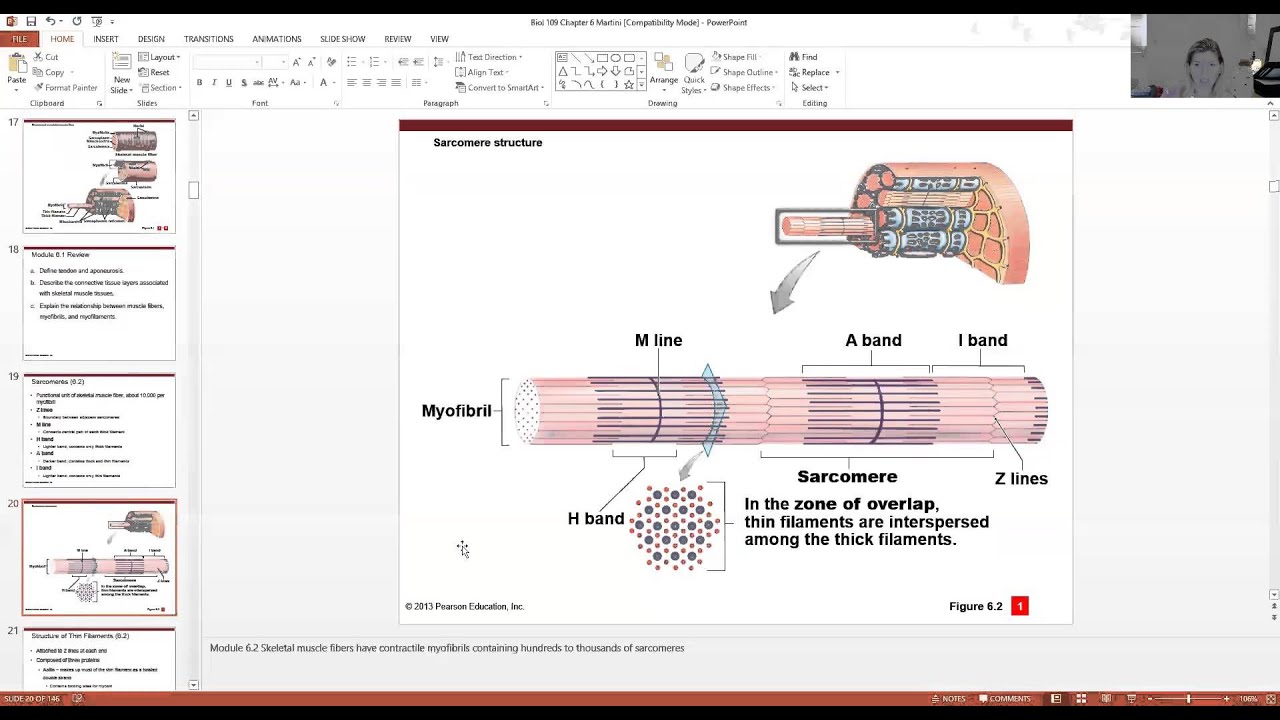 Biol 109 Chapter 6 Muscular System - YouTube
