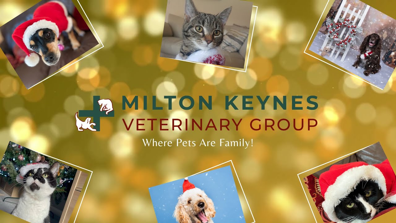 Milton Keynes Veterinary Group: 2024 End of Year Message & Highlights ...