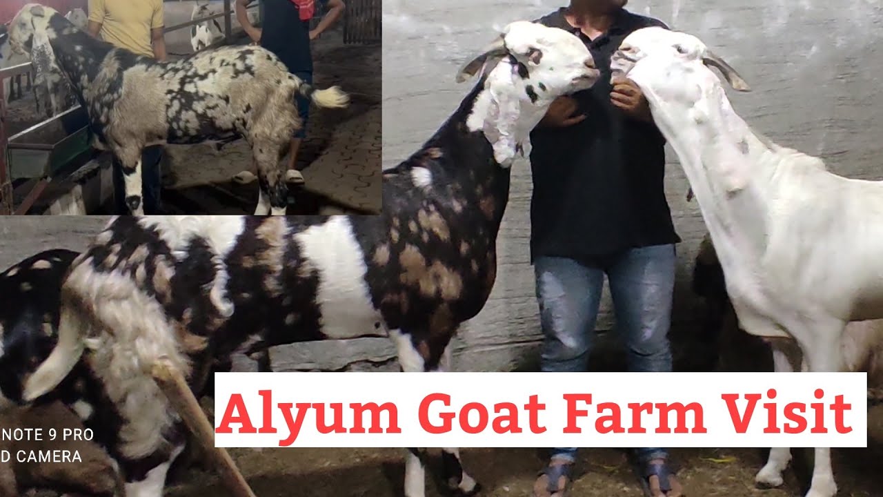 Bina Bole Goat Farm ka Result check karne gay| Alyum Goat Farm | Dill ...