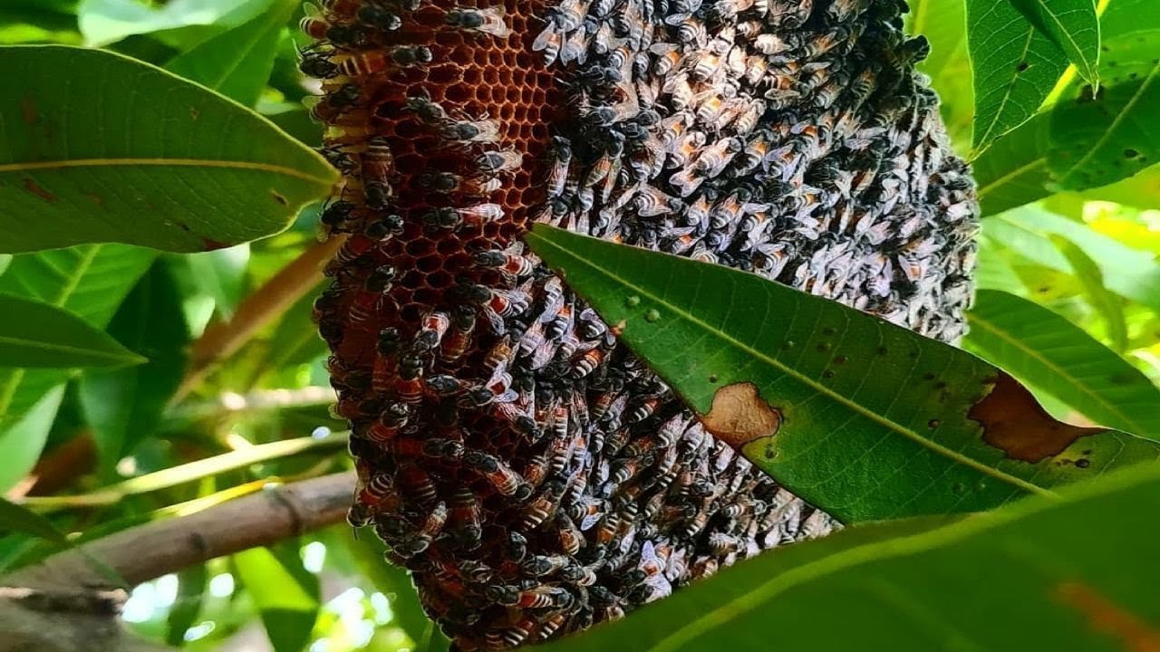 Bee Sound Effect - Soothing Bees Buzzing Sounds | Relaxing And ...