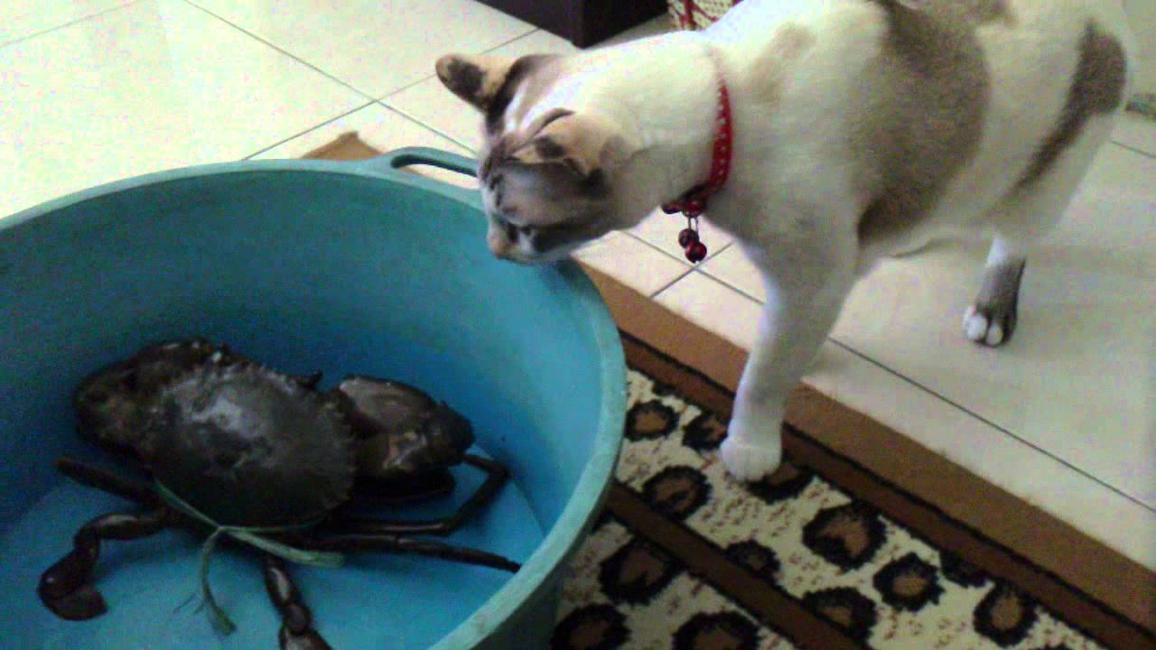 Cat meets Crab :P - YouTube