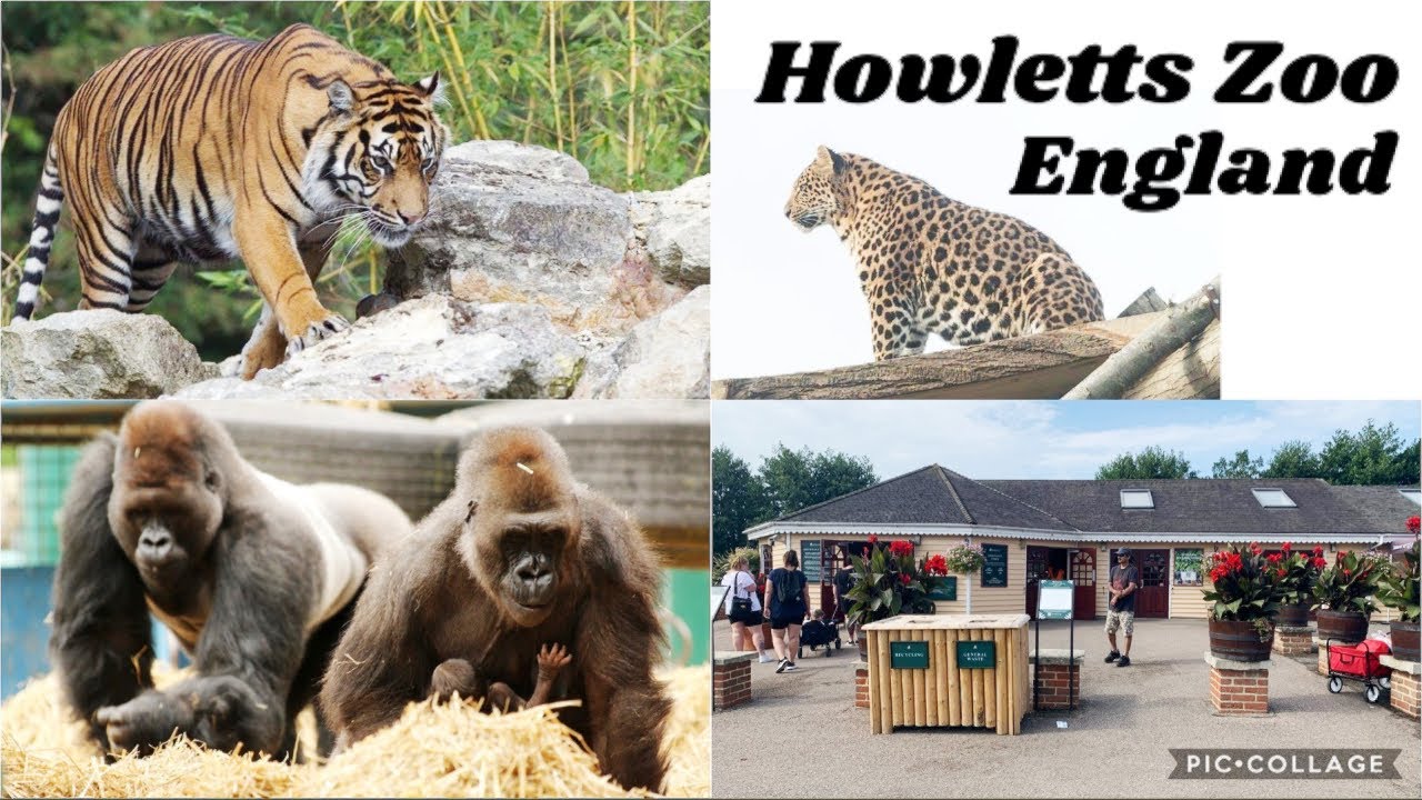 Visit Howletts Wild Animal Park | Howletts Wild Animal Park, Canterbury ...