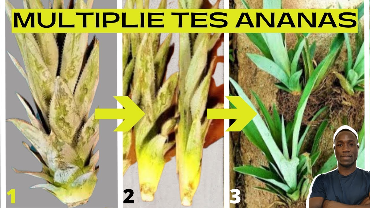 Comment Multiplier l'Ananas - YouTube