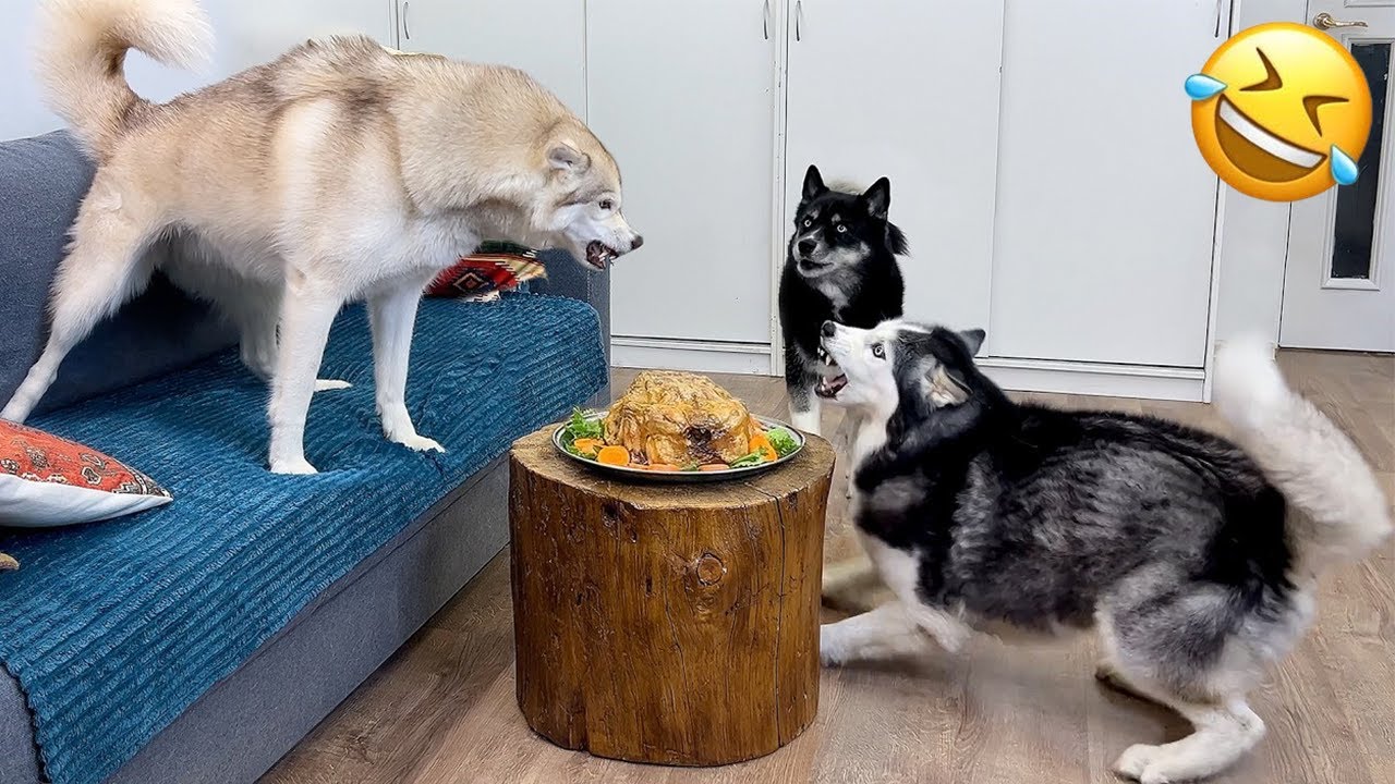 😻 CATS & DOGS Comedy Show😺🐶 Funniest Animal Moments That Will Brighten ...