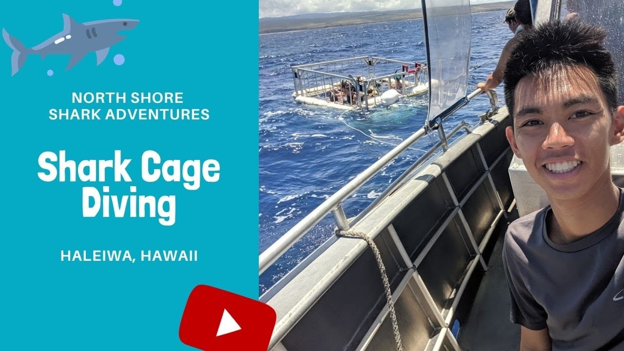 Shark Cage Diving - North Shore Shark Adventures - YouTube