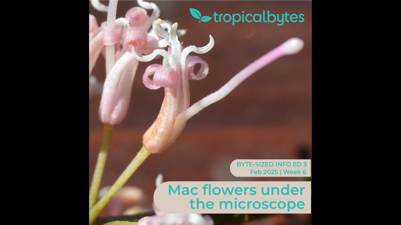 Edition 3 Mac Flowers - YouTube