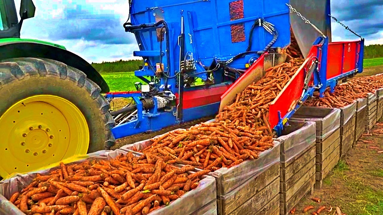 How are carrots planted, harvested and processed? Excellent modern ...