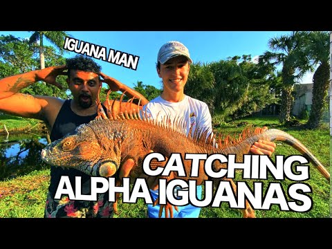 Catching GIANT ALPHA IGUANAS with the IGUANA MAN!! - YouTube