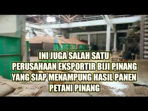 Suasana Tempat Penjualan Pinang di PT. Bintang Pinang Cemerlang, Jambi ...