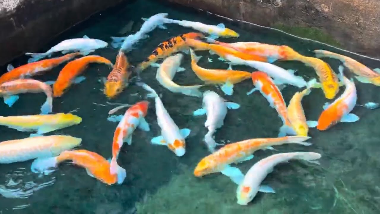 Beautiful Color Koi Fish Farm in Bangladesh| Japanese Koi Pond Water ...