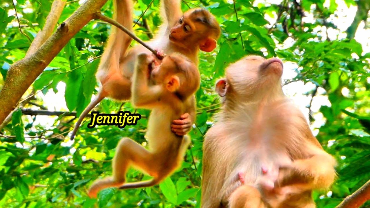 What happened to Baby Jennifer? while Mom July bring Babies Climb a ...