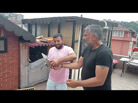 YOĞUN İSTEK ÜZERİNE YİNE VEDAT ARIK GİTTİM AZ VE ÖZ KUSLARDAN ALDIM