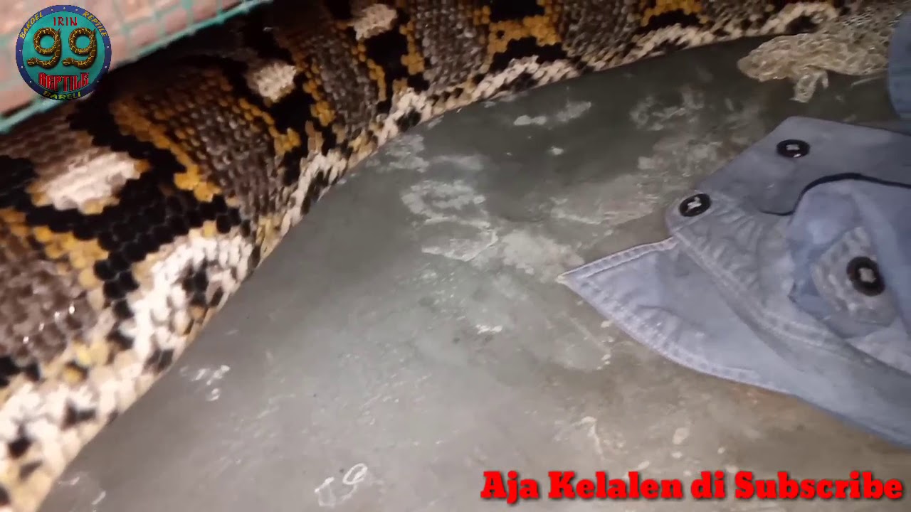 PROSES GANTI KULIT SANCA KEMBANG TERBESAR || Reticulatus 4 meter - YouTube