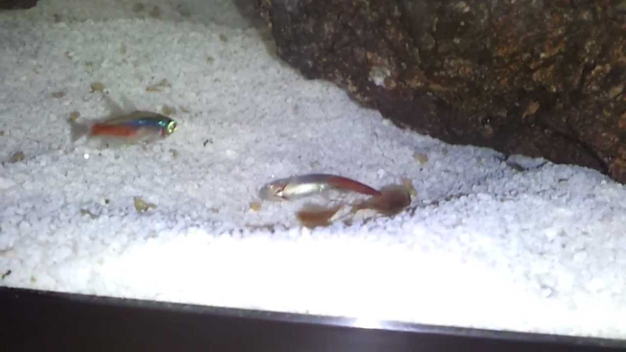 Triop eating Neon Tetra fish - YouTube