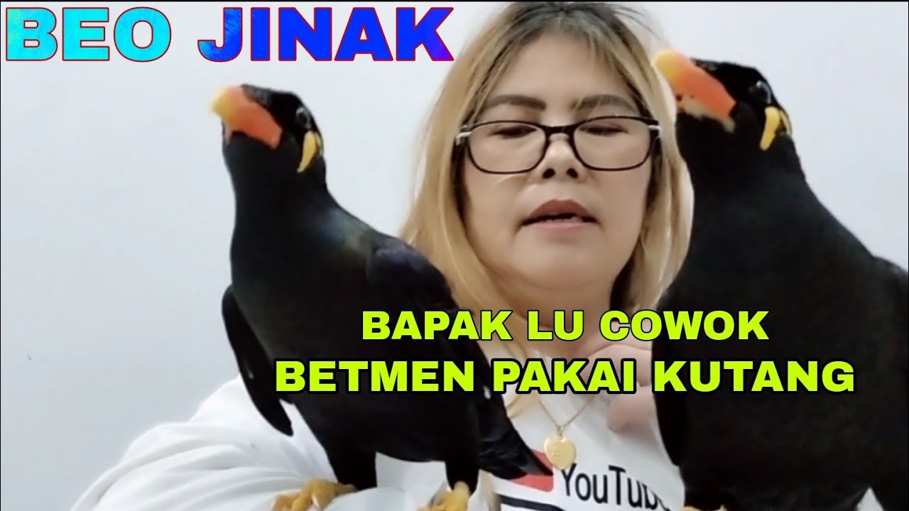 BURUNG BEO JINAK SEBUT BAPAK LU COWOK BEO PINTAR BICARA BURUNG BEO BISA ...