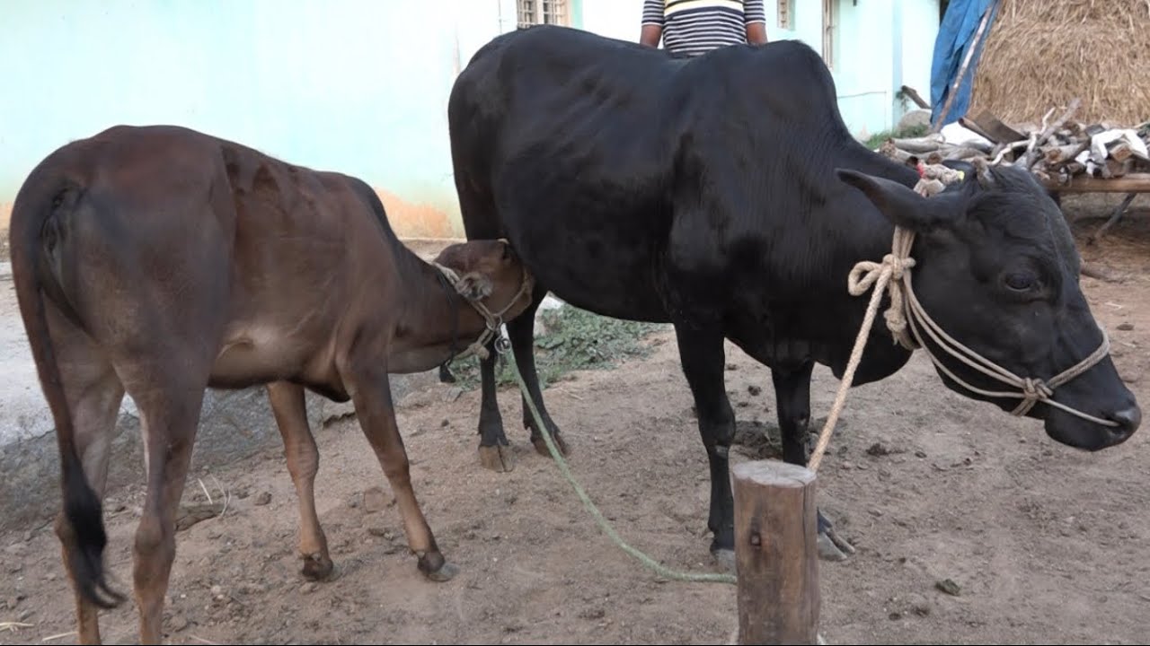Malnad gidda ! Indigenious Cattle Breed ! Best For A2 Milk - YouTube