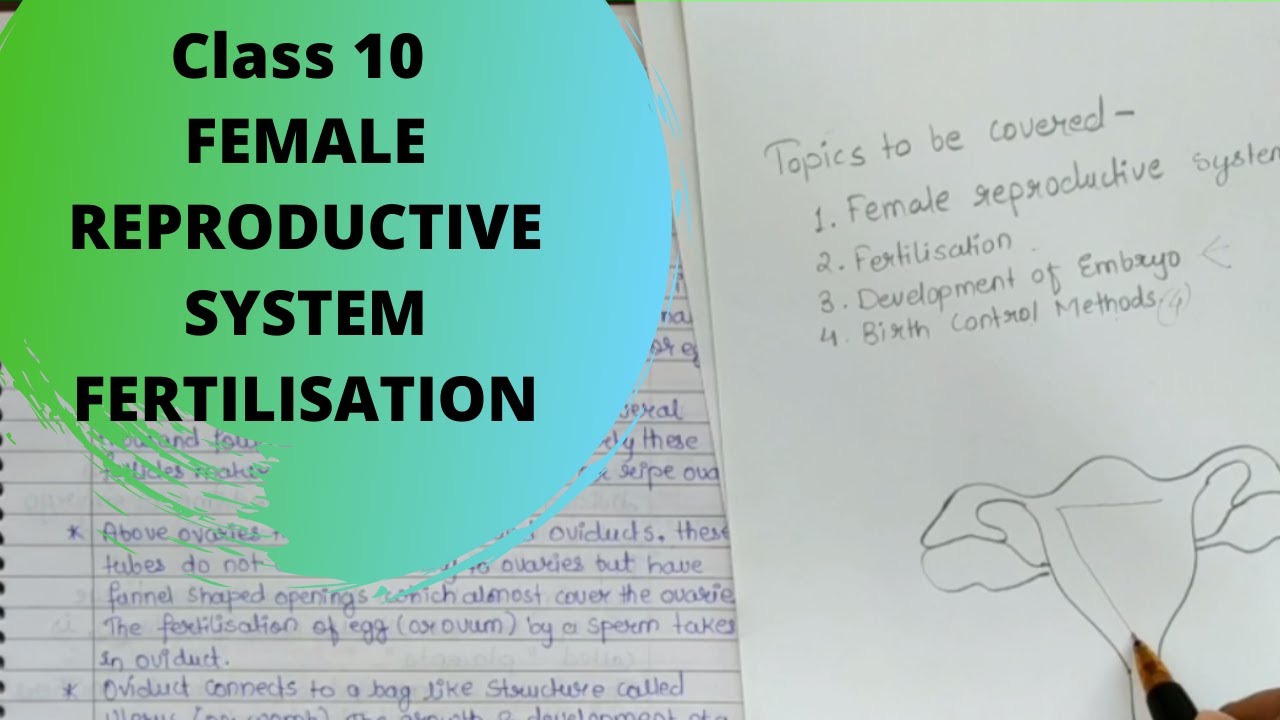Class 10 Biology Chapter 8|Female Reproductive System|How Do Organisms ...