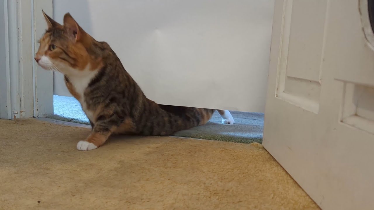 Cats Limbo Challenge - How Low Can They Go? | Manchester Moggies - YouTube
