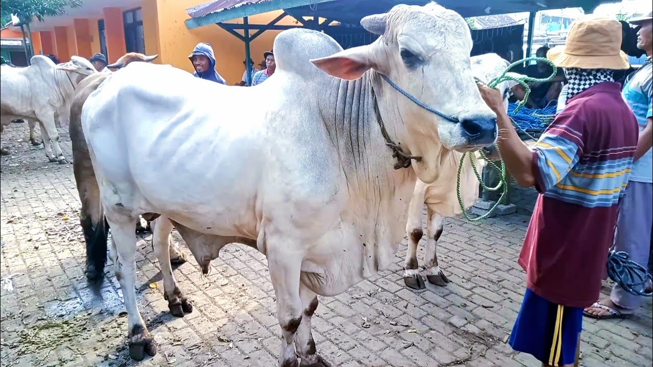 14,500 "SAPI PO JANTAN MURAH MERIAH Pasar Sapi Tuban Jawa Timur - YouTube