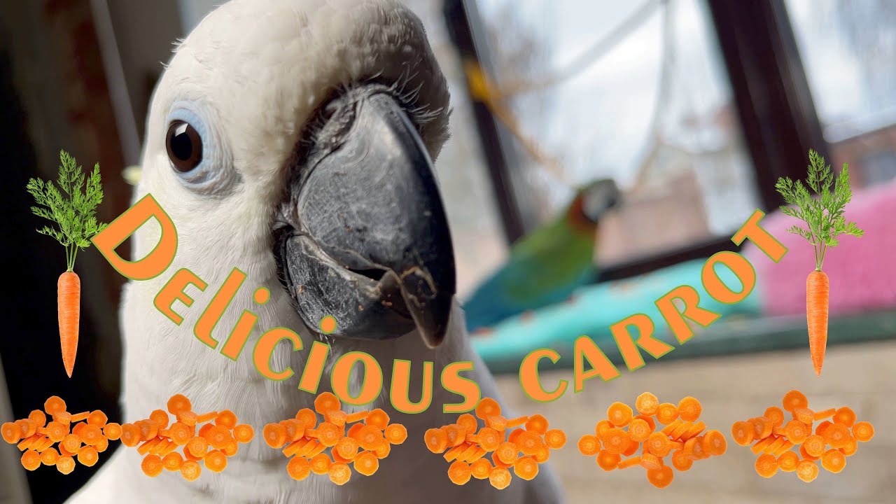 The parrots were given a carrot and naturally they need to scatter it ...