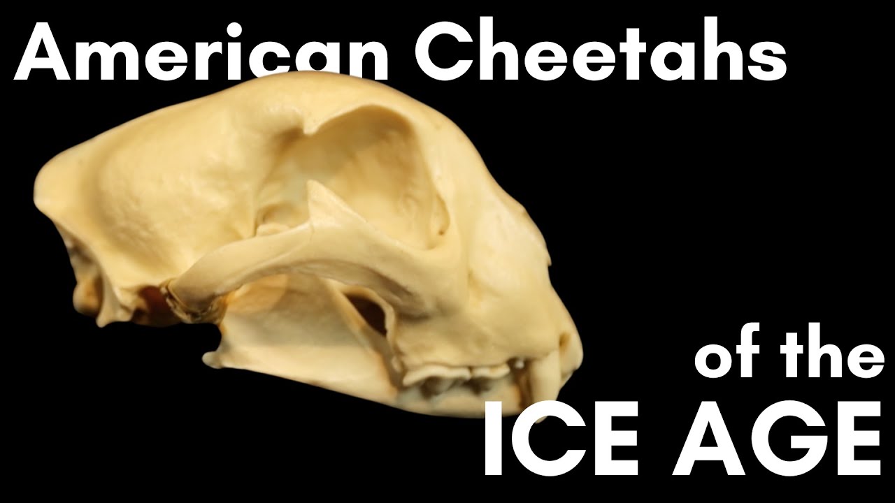 American Cheetahs of the Ice Age - YouTube