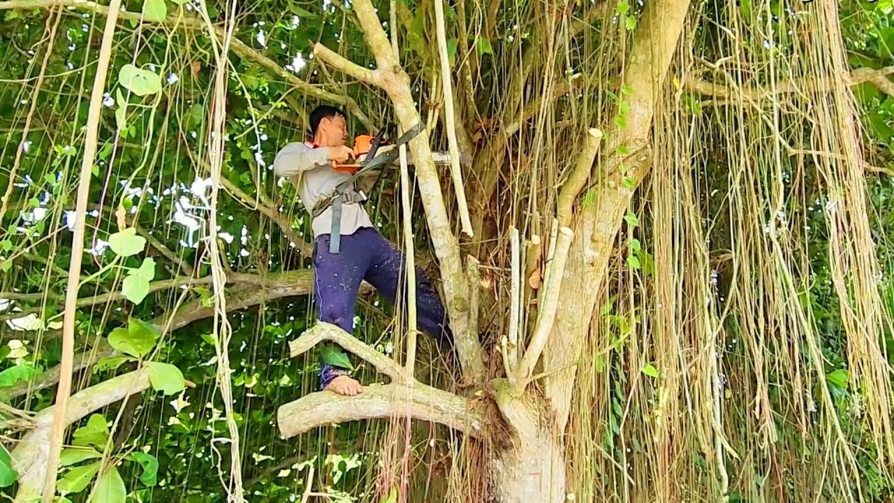 Saw the Eagletree tree, super vines, super beautiful / Cưa cây Bàng ...