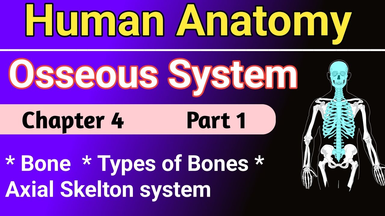Osseous System In Hindi Axial System Bone And Type Of Bones In