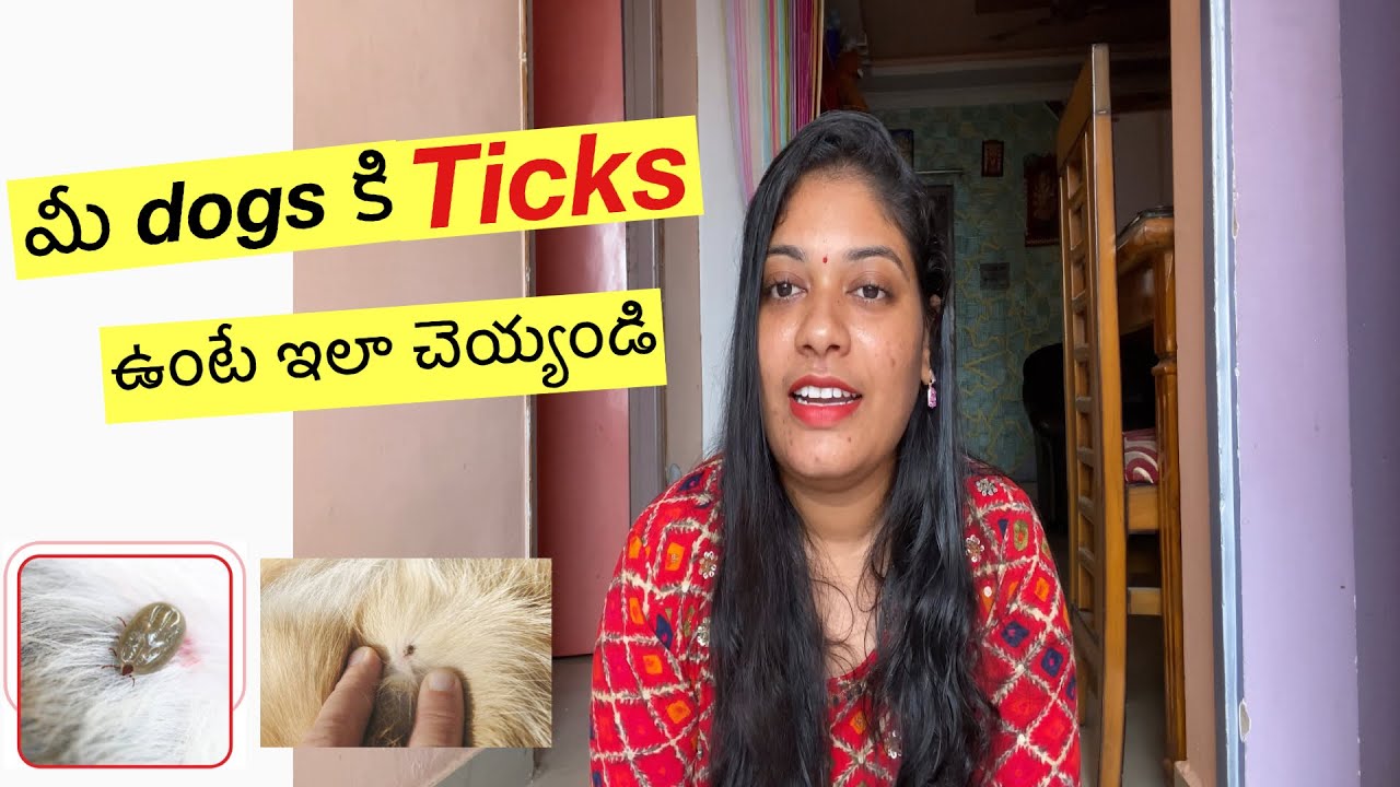 How to remove ticks and fleas from dogs | tips for dog ticks | home remedies | medicine for ...
