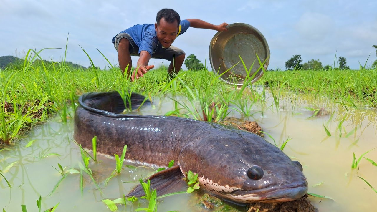Wow Wow amazing fishing! catch a lot of fish in the field by hand skill ...