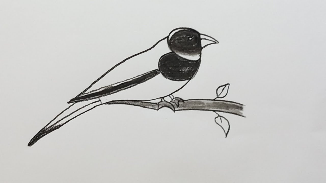 Gouldian finch bird drawing easy!! How to draw gouldian finch ...