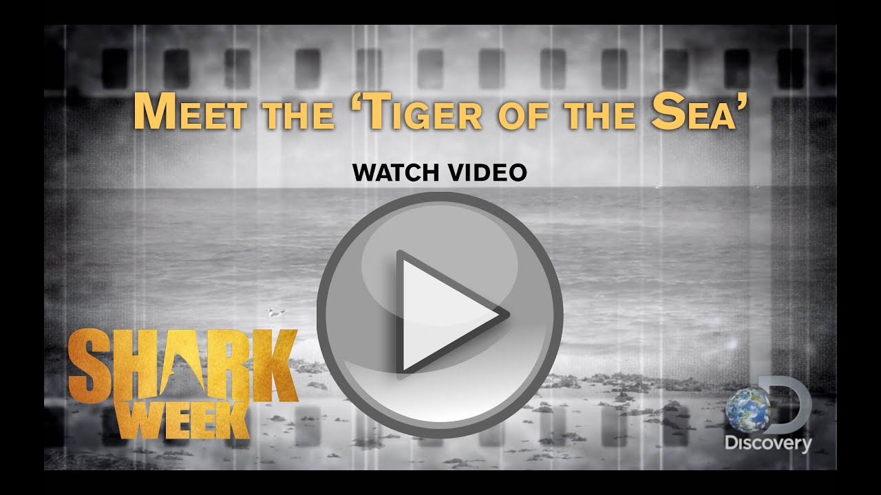 Shark Week: Tiger Shark Spotlight - YouTube