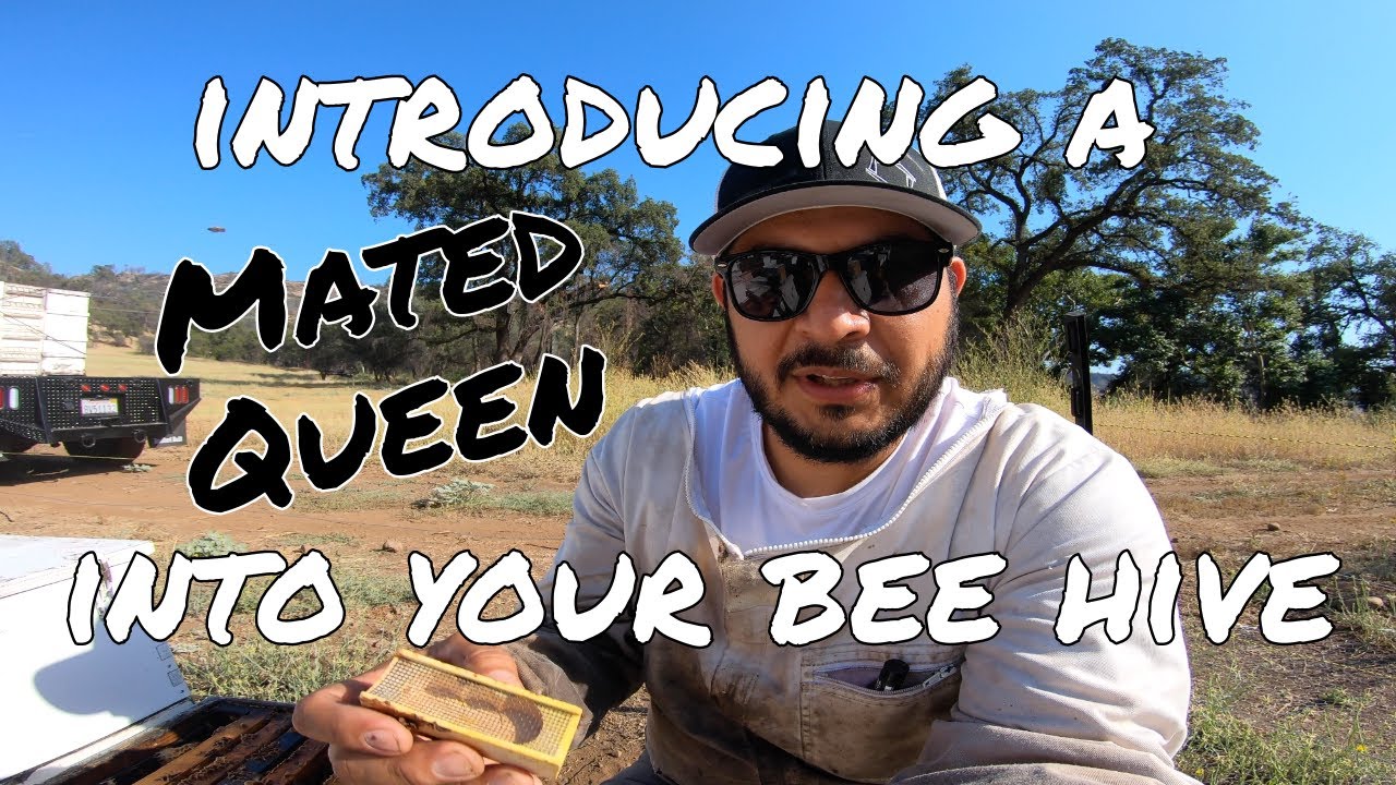 HOW TO: Easy Way of Introducing a Mated Queen into a Queenless Bee Hive ...