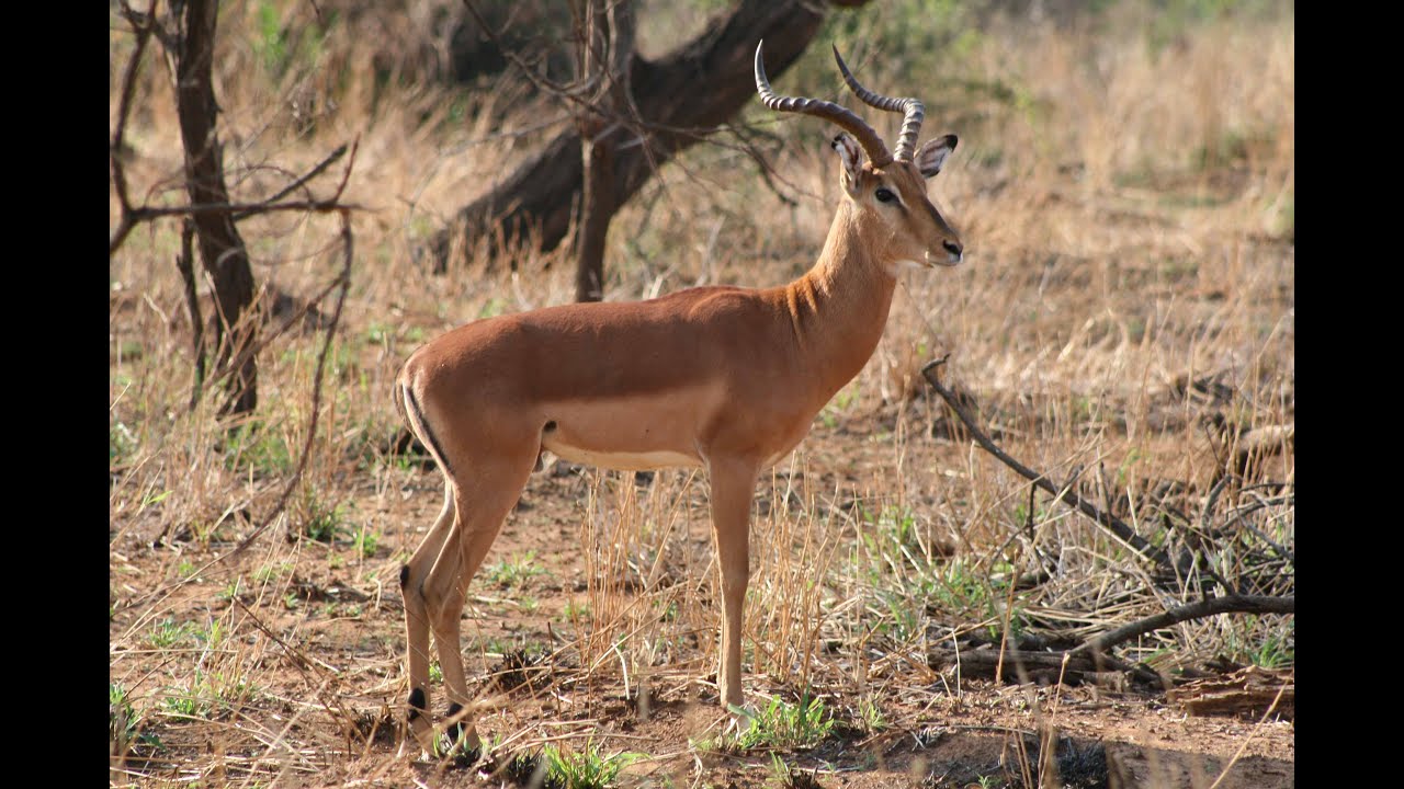 Impala Eaten alive by Wild ! - YouTube