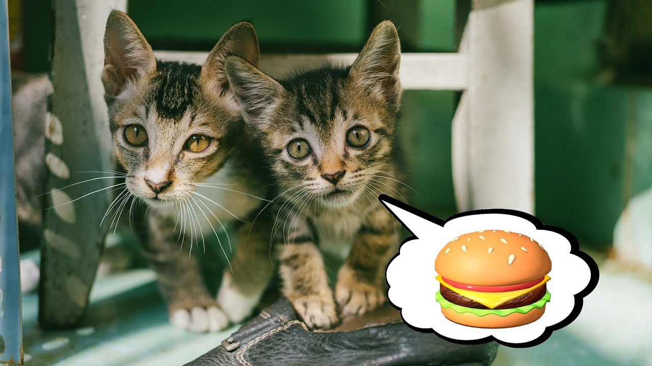 Starving kittens react to wet cat food - YouTube