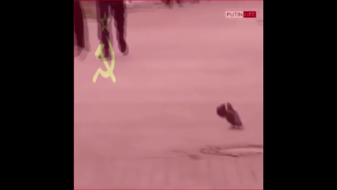 bird salutes putin.wmv - YouTube