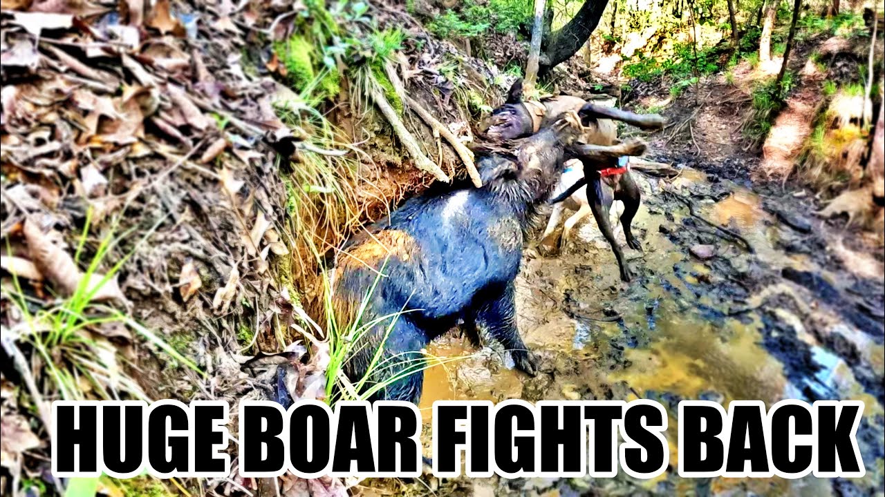 HUGE BOAR FIGHTS BACK/ HOG ATTACK!!! - YouTube
