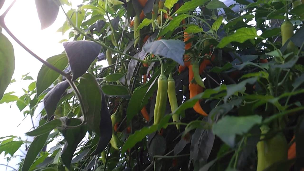 Aji golden at hydro - YouTube