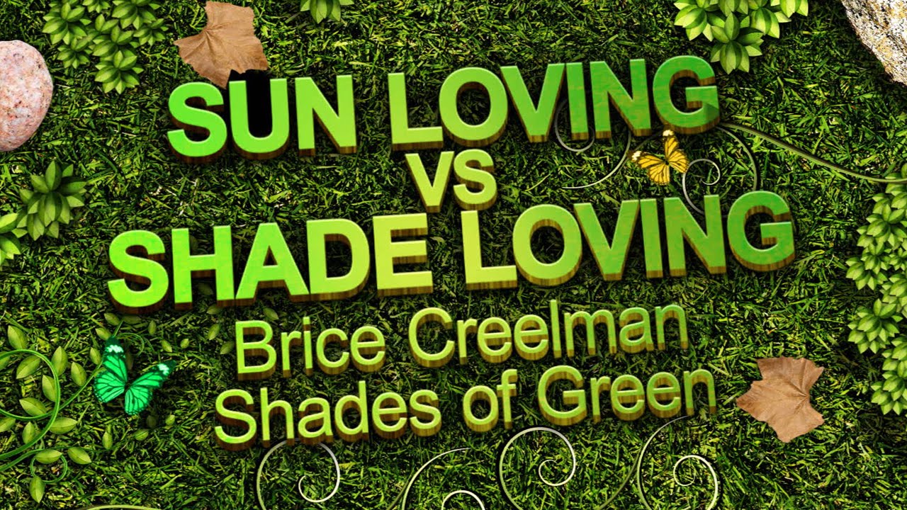 Sustainable Landscaping: Sun vs Shade - YouTube