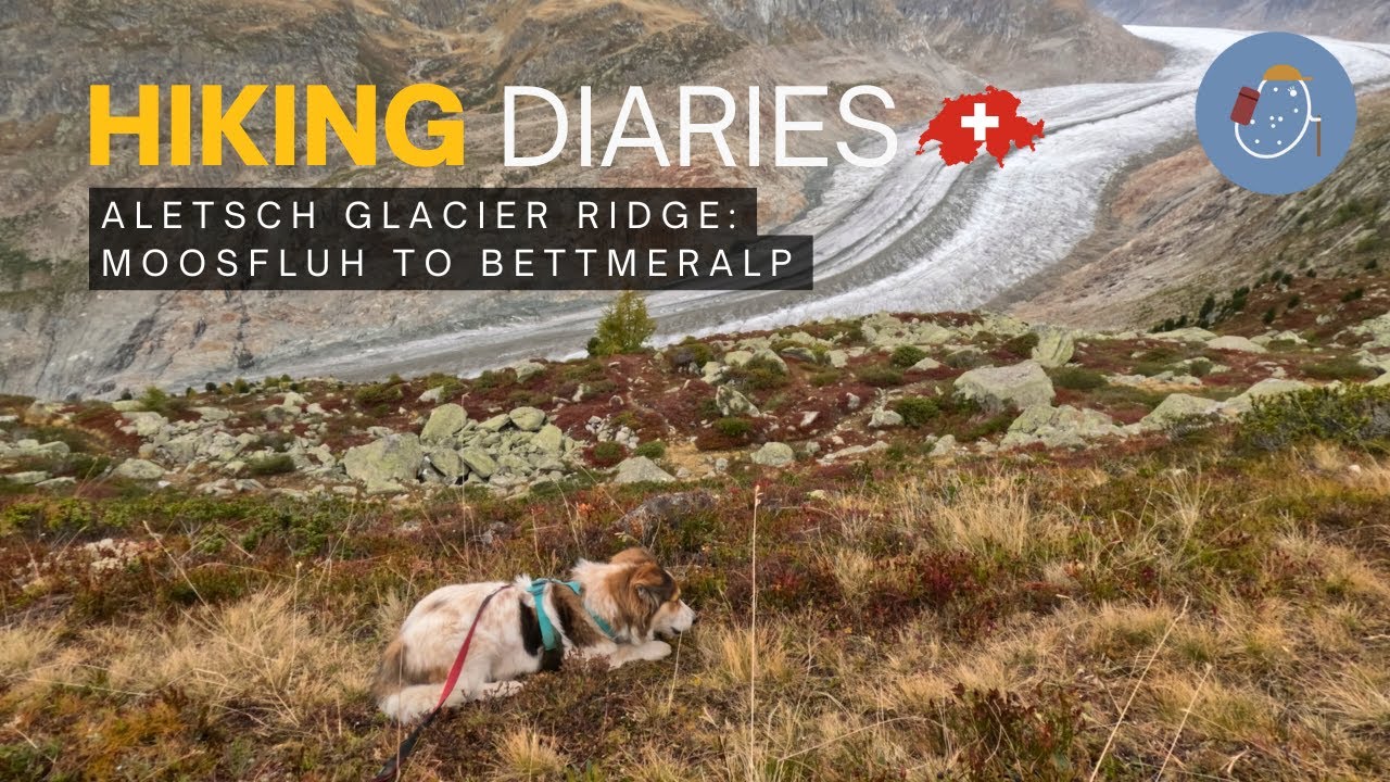 Aletsch Glacier Ridge Hike: Moosfluh to Bettmeralp // Hiking in ...