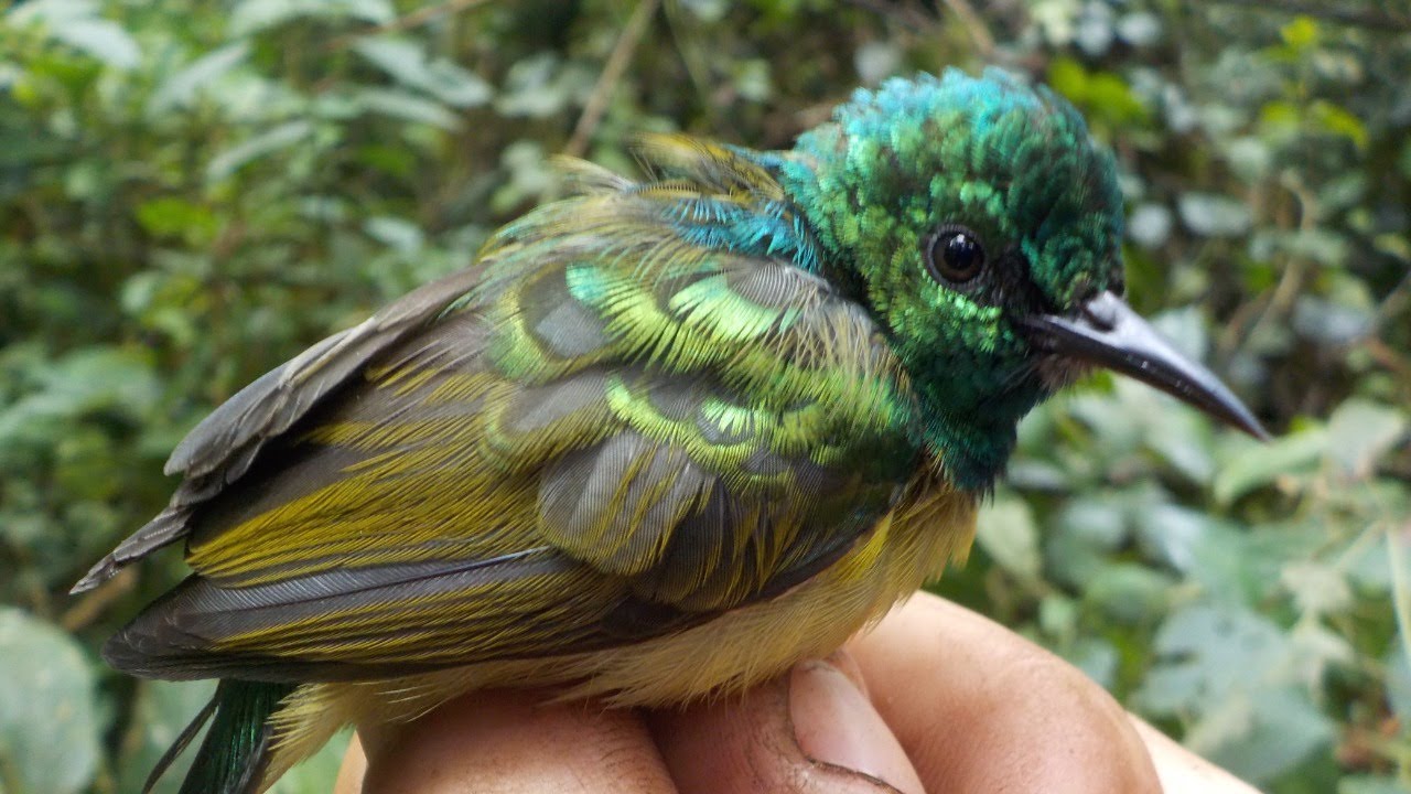 Tales from Africa: use of metabarcoding to study plant-bird ...