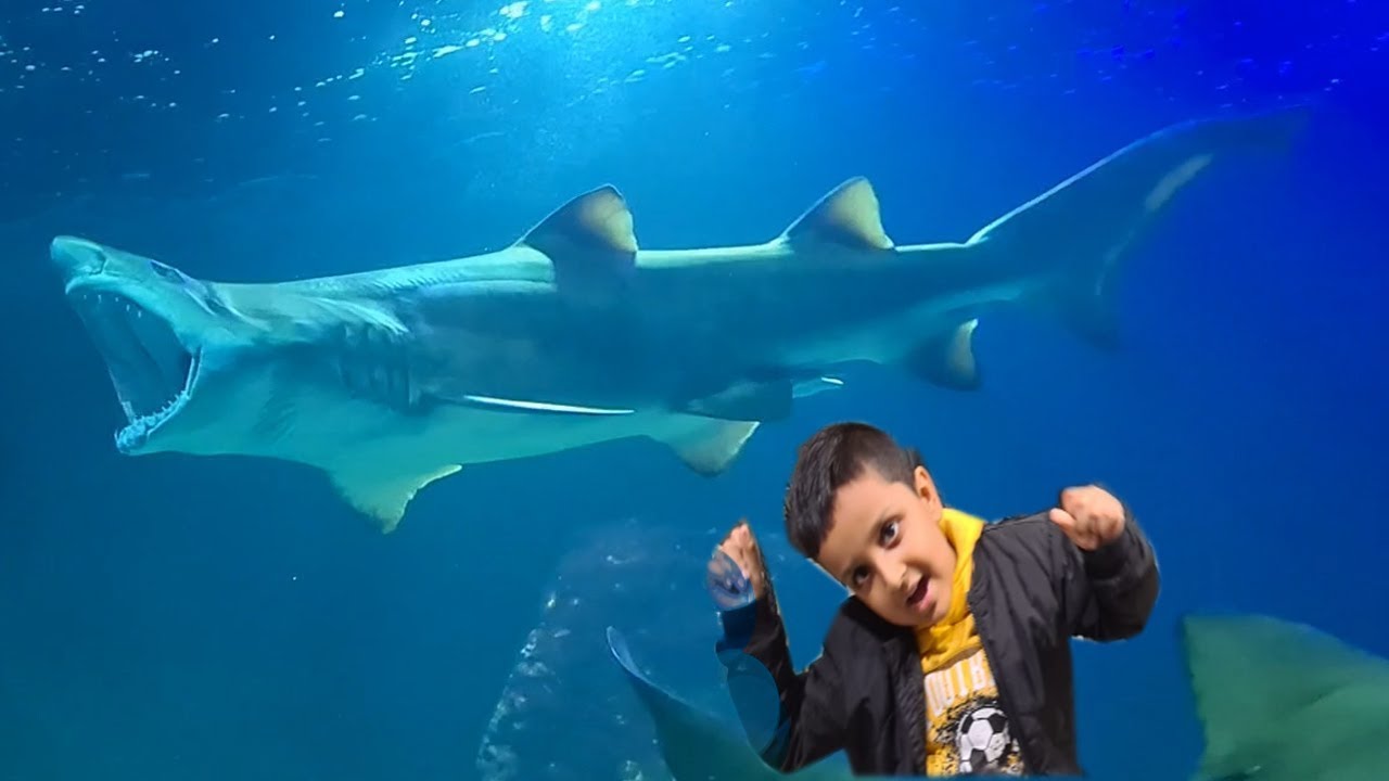Sharks and Nemo Fish | Jujus visits Aquarium | Baby Shark do do do ...