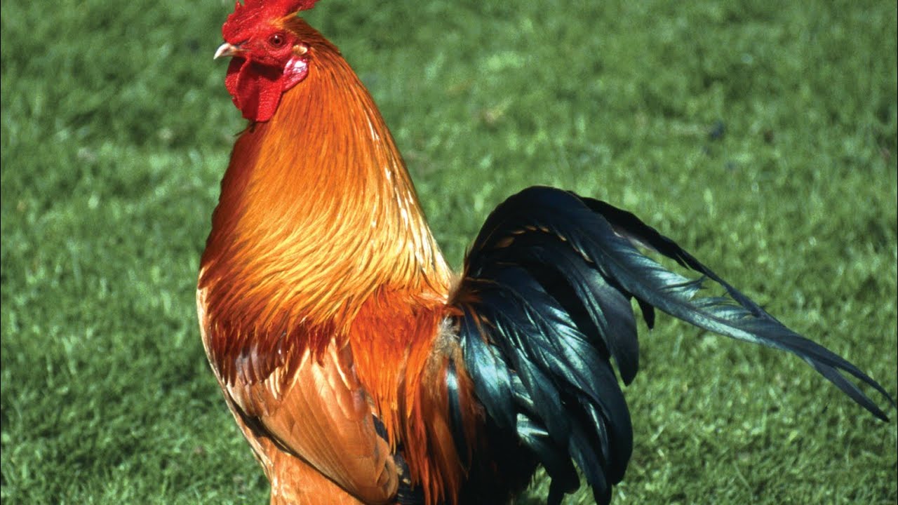 Punching a chicken until it dies - YouTube