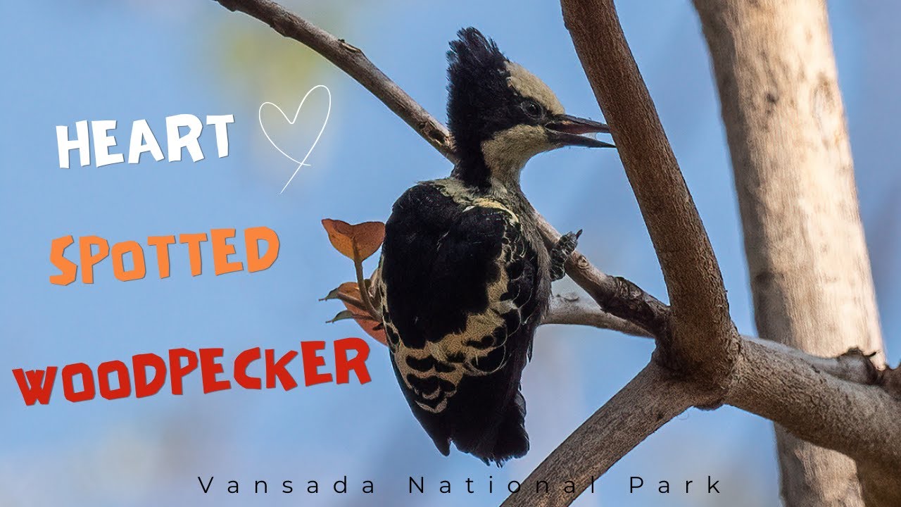 Heart-spotted Woodpecker #heartspottedwoodpecker#vansdanationalpark ...
