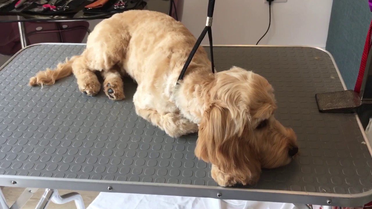 Poppy the Cockapoo | Professional Pet Grooming | Panda's Pet Pampering ...