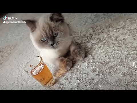 Müslüm cü kedi