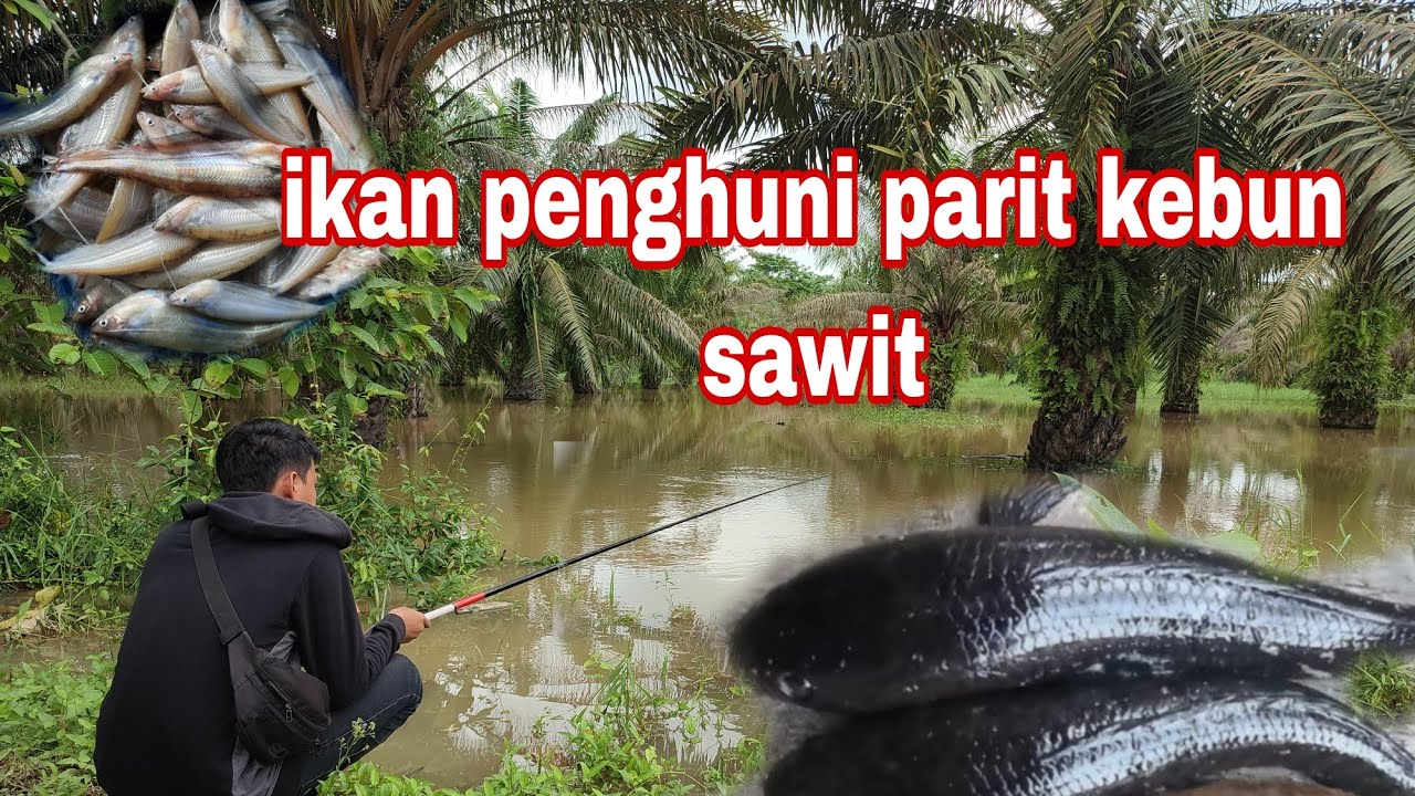 MANCING DI PARIT KEBUN SAWIT - YouTube