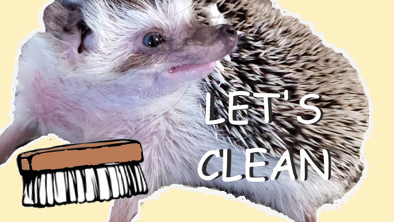 Cleaning my Hedgehog's Cage - YouTube