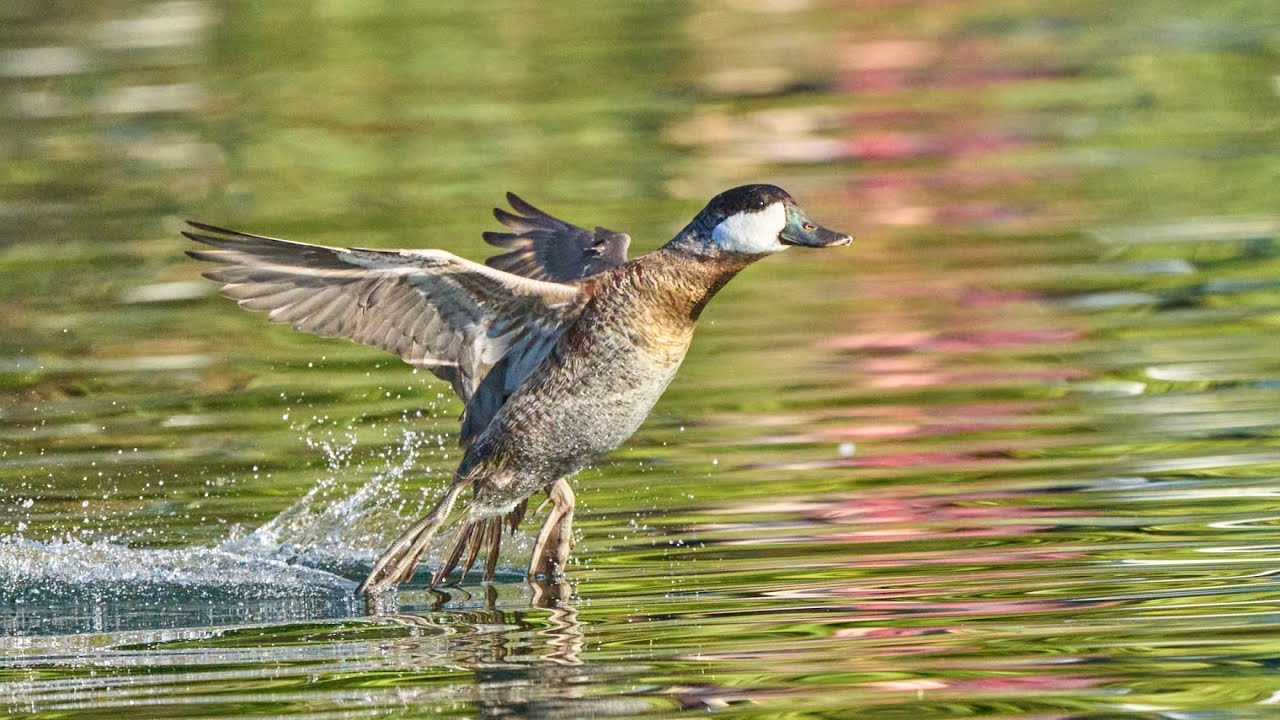Ruddy Duck Drake Splash Landing - YouTube