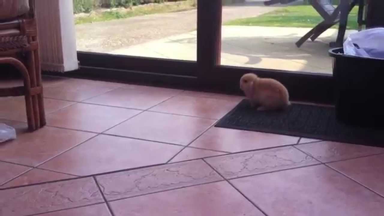Baby Mini Lop Rabbit - 8 Weeks Old - YouTube